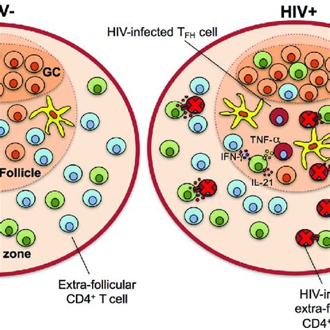 Pdf Follicular Cd8 T Cells Origin Function And Importance During