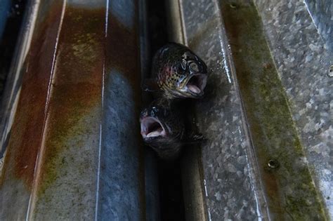 A Dor Não Humana Deve Ser Ignorada Por Não Ser Nossa Vegazeta