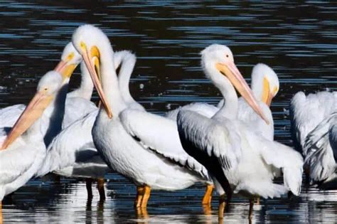 13 Types Of Peacock Peacock Species Facts And Photos