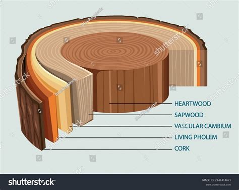 Anatomy Tree Trunk Illustration Stock Vector Royalty Free 2141414621 Shutterstock