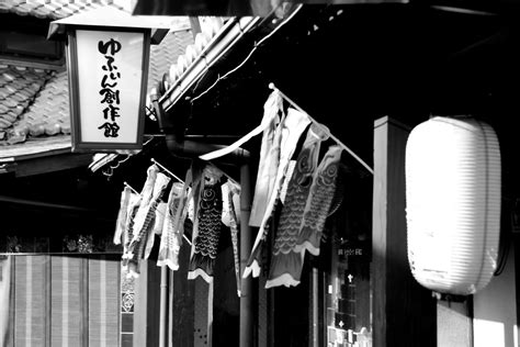 鯉のぼり GANREF