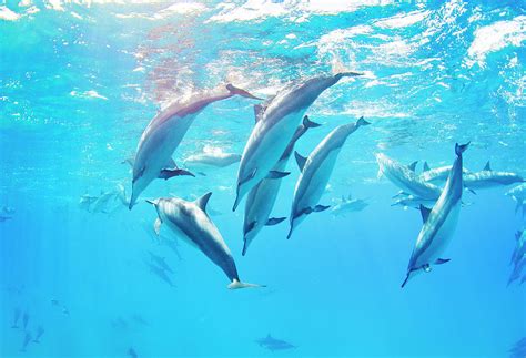 Dolphins Swimming Underwater Tropical Photograph By Design Pics Vibe Fine Art America
