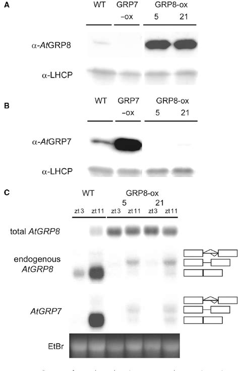 Figure 1 From In Arabidopsis Semantic Scholar