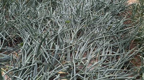 양파가 왜 이럴까요숫 양파가 너무 많아요양파키우기숫양파텃밭 Youtube