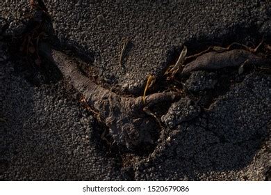 Tree Roots Breaking Through Rock Images Stock Photos D Objects Vectors Shutterstock