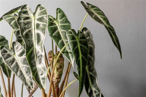 How To Fix Alocasia Root Rot Houseplant Alley