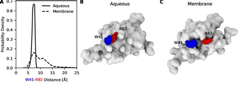 A Histograms Of The Distance Between The C α Atoms Of R82 Red And W41 Download Scientific