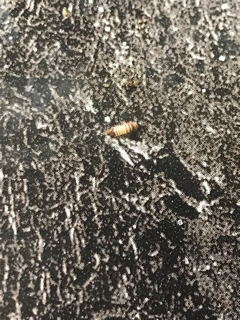 Found Under Dishmat About The Size Of A Grain Of Rice R Whatsthisbug