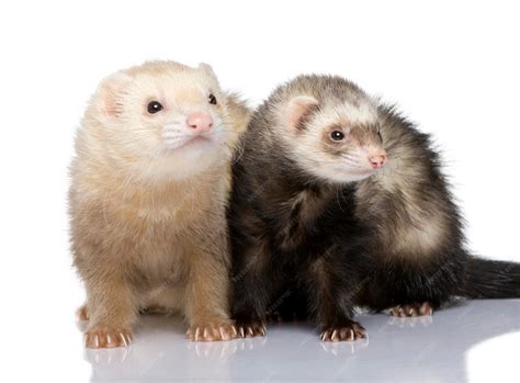 Hurón En Un Blanco Aislado Foto Premium