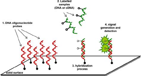 Basic Steps Of Microarray Analysis The Synthetic Oligonu Cleotides Download Scientific