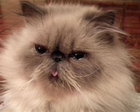 Flat Face Cat Persian