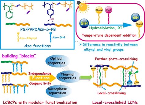 Cooperative And Independent Effect Of Modular Functionalization On Mesomorphic Performances And