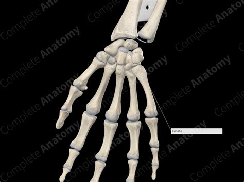 Lunate Bone Complete Anatomy