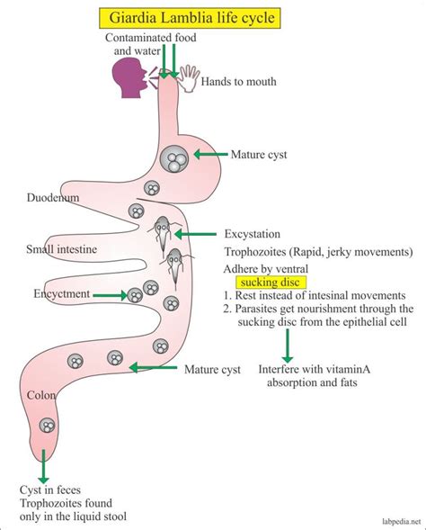 Giardia Lamblia Life Cycle And Diagnosis