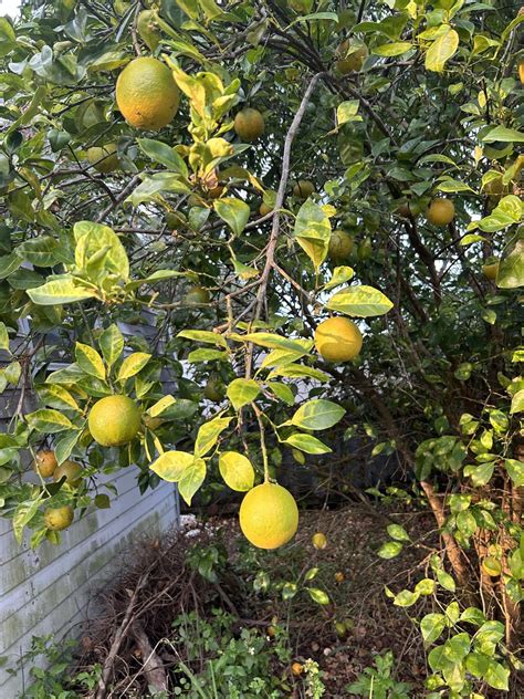 Need Help Identifying This Citrus Tree In Our Yard Rcitrus