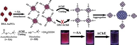 Scheme 1 A Schematic Illustration Of The Fluorimetric Assay Procedure Download Scientific