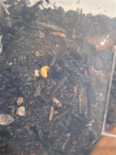 Weevil Larvae Care Rweeviltime