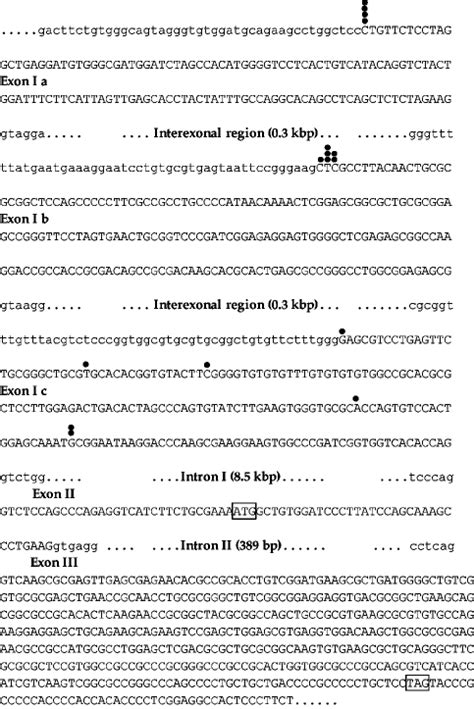 Amino Acid Sequence Comparison Of Other Small Maf Proteins To The