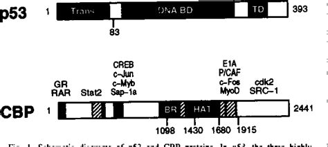 [pdf] Creb Binding Protein And P300 Cbp Associated Factor Are Transcriptional Coactivators Of