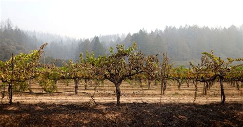 How Californias Wine Country Is Emerging From 2020s Devastating Fires