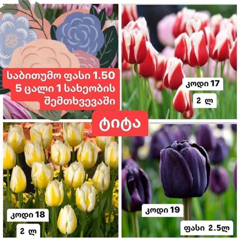 ჰოლანდიური ვარდები საბითუმოდ და საცალოდ 514000294 ნათია On Reels ჰოლანდიური ვარდები საბითუმოდ