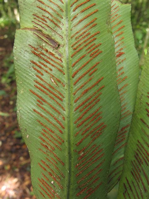 Asplenium Serratum Ferns And Lycophytes Of The World