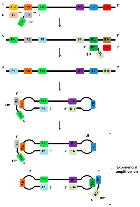 Principles Of Lamp Assay During The Initial Stages Of The Lamp Download Scientific Diagram