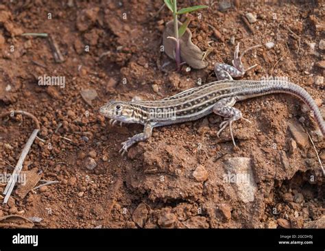Spiny Footed Lizard Lizards Reptile Acanthodactylus Erythrurus