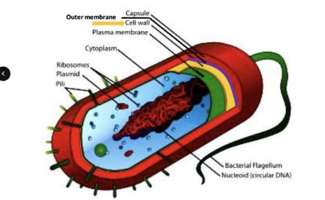 Microbial Structure Flashcards Quizlet