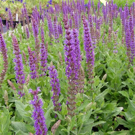 Salvia Szałwia