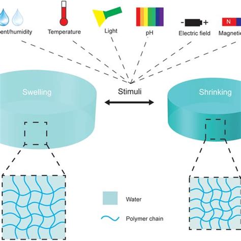 Stimuli‐responsive Shape Morphing Of Homogenous Hydrogels A