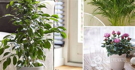 Пальма и роза приносят одиночество какие комнатные цветы нельзя ставить в спальне