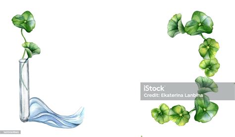 센텔라 아시아티카의 프레임 유리병 수채화 그림은 흰색으로 분리되어 있다 Pennywort Gotu 콜라 물 파도 콜라 손으로 그렸습니다 패키지 라벨 포장 템플릿 배경에 대한