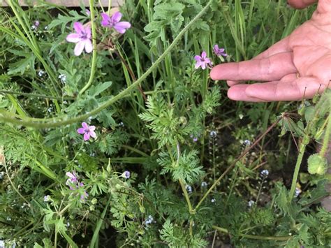 Non Digital Biodiversity Monitoring Practices — Smart Forests Atlas