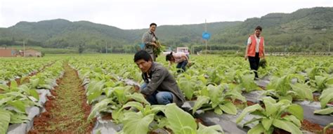 威宁县烟草种植业数据分析报告：一、烟草业利弊关系：二、烟草业对社会标准时空条件：三、有利于发展社会生产力 企业官网