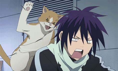 Cat Attack Crazy Cat  Cat Attack Crazy Cat Cats Discover And Share
