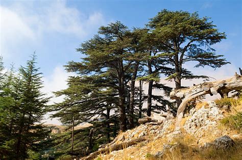 Lebanese Cedar Wood