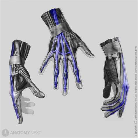Extensor Digitorum Encyclopedia Anatomy App Learn Anatomy 3d Models Articles And Quizzes