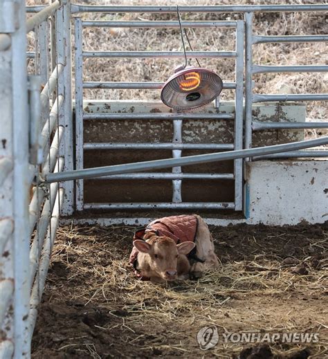 전기난로 쬐는 송아지 연합뉴스