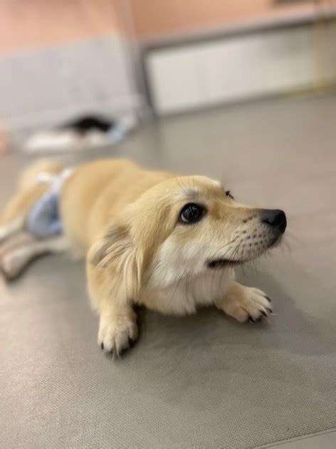 폭시 입양 완료 다시사랑받개