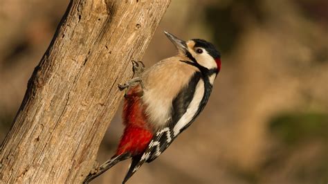 15 января День зимующих птиц в России Русское географическое общество