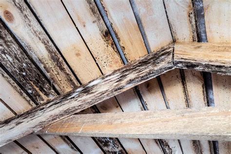 Yes You Can Kill Mold On Wood —but It Might Be A Challenge