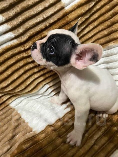 Зенок французского бульдога Собаки во Владивостоке