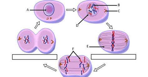 Unraveling The Cell Cycle A Comprehensive Answer Key Pdf