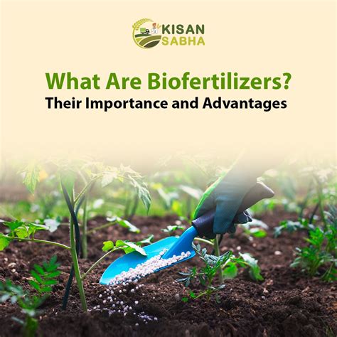 What Are Biofertilizers Their Importance And Advantages