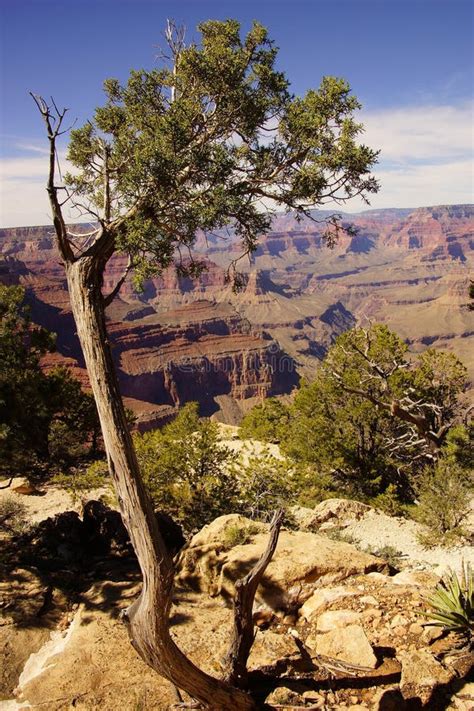 Twisted Juniper Tree Stock Image Image Of Mount Nevada 114669069