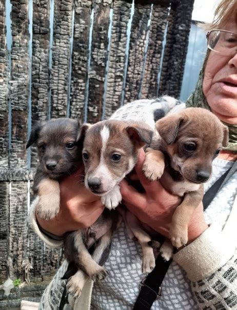 В Цимлянске собачка бездомная ощенилась на улице собачка маленькая размером с пекинеса и