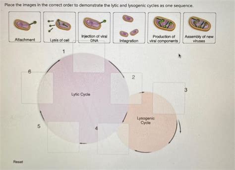 Solved Place The Image In The Correct Order To Demonstrate