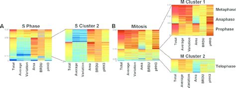 subclustering major cell cycle compartments subclustering