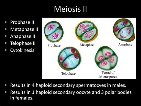 Ppt Meiosis Powerpoint Presentation Free Download Id2170559